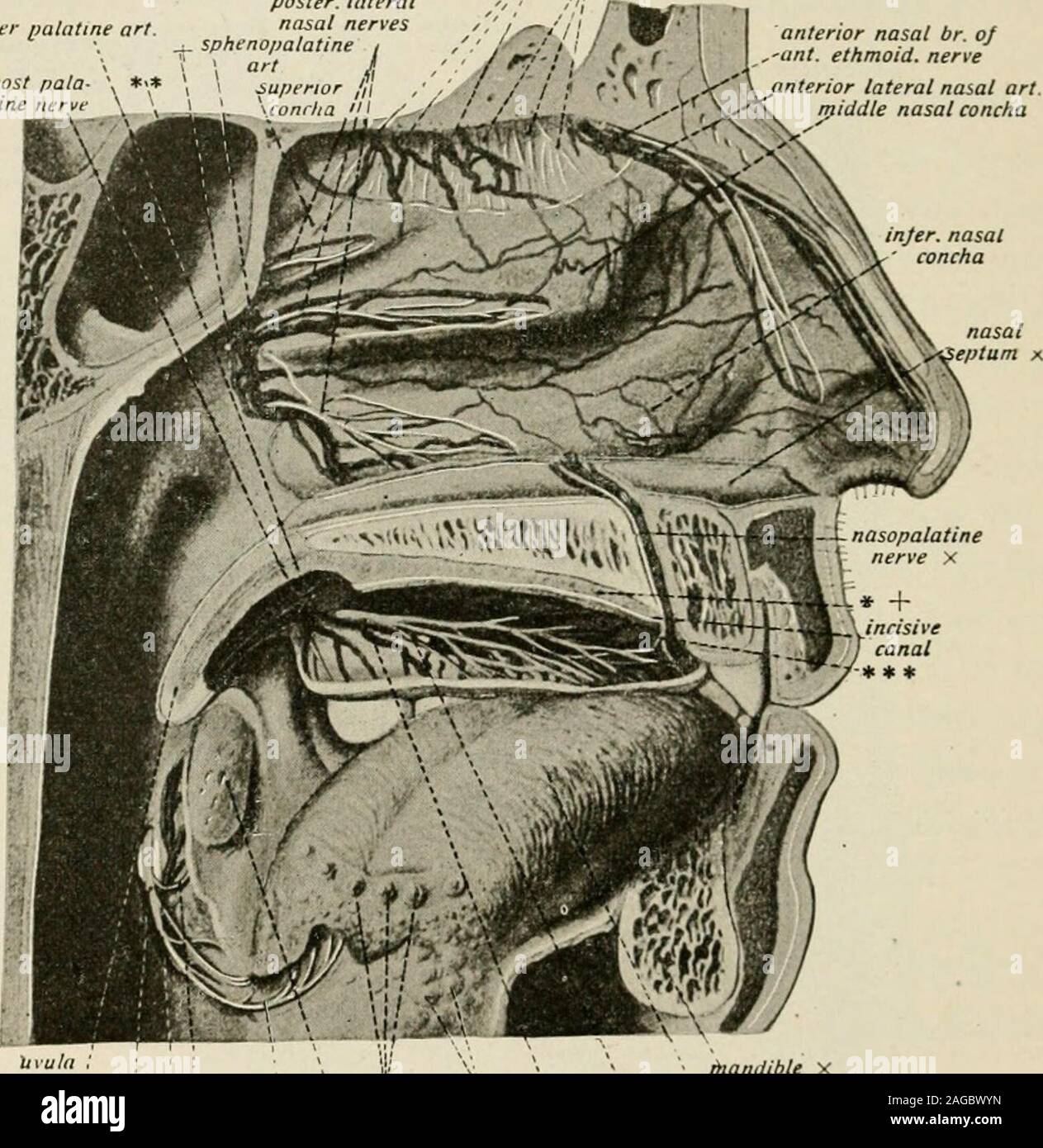 . Local and regional anesthesia; with chapters on spinal, epidural ...