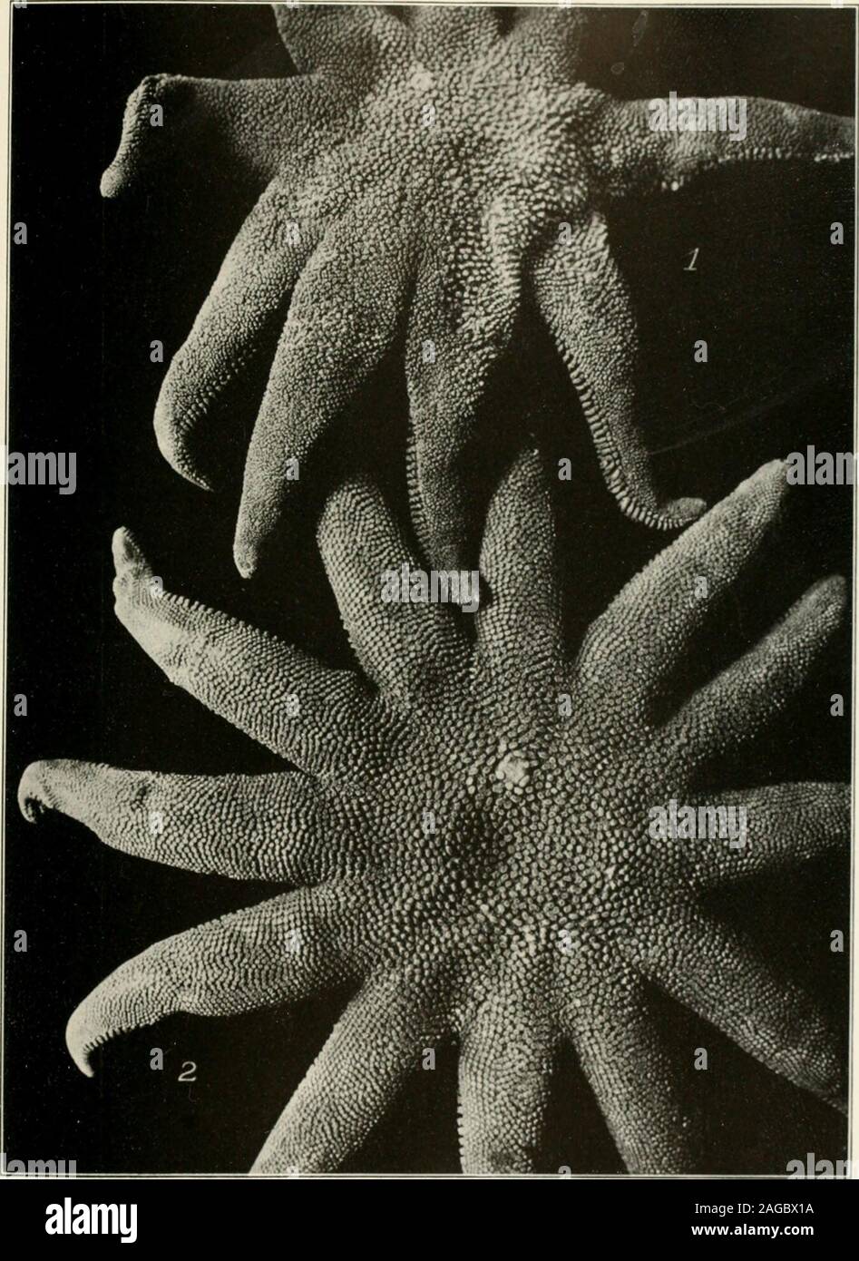 . Bulletin - United States National Museum. SOLASTER DAA^U^l. FOO tx ...