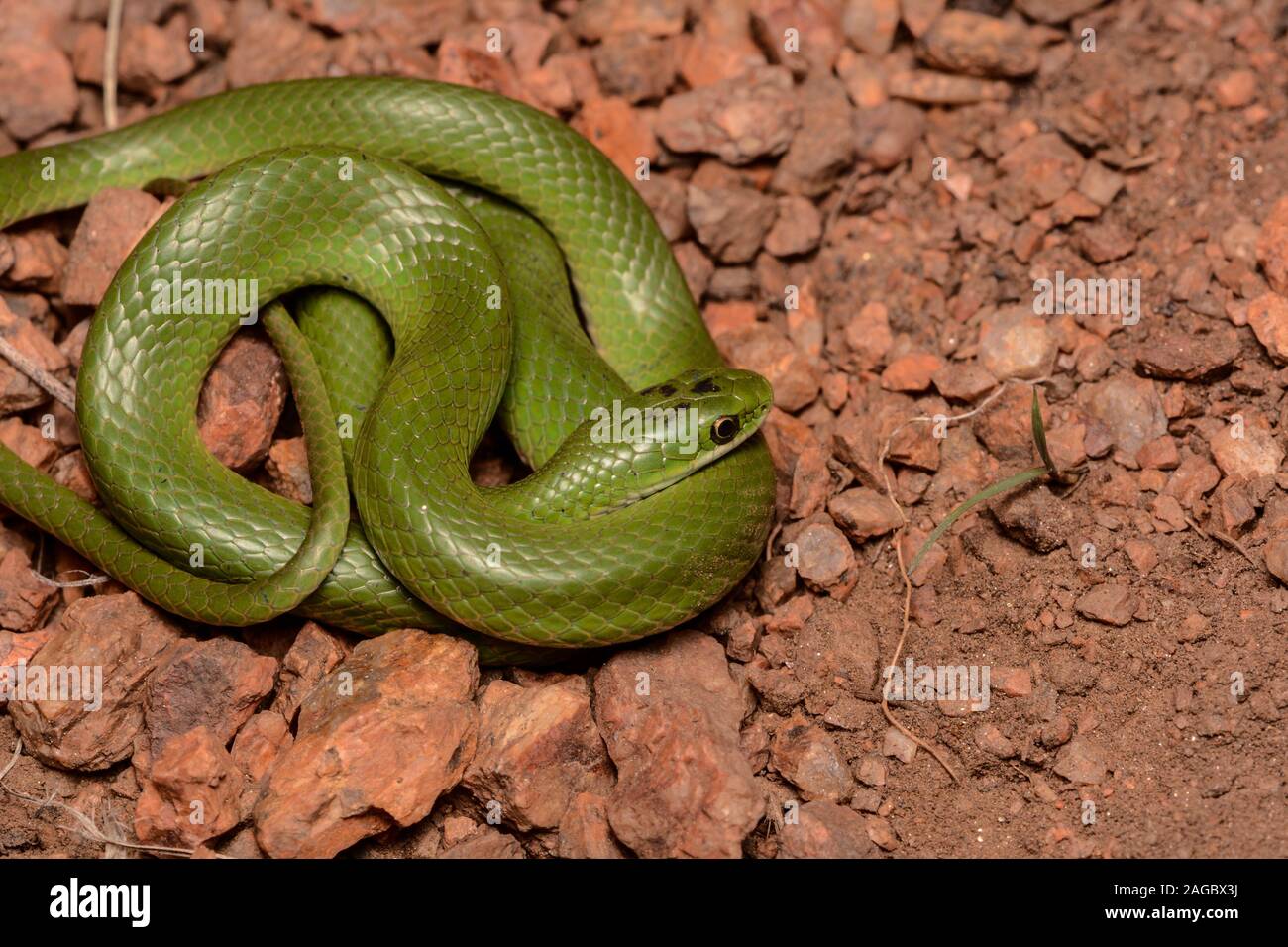 Smooth snakes hi-res stock photography and images - Alamy