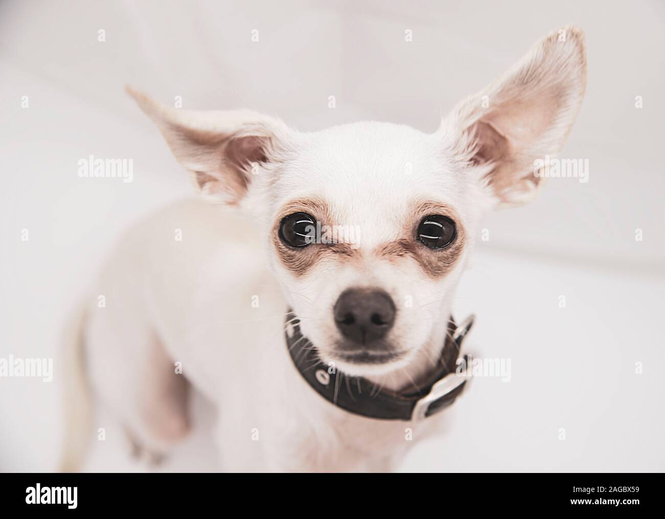 Russian toy terrier mini dog hi-res stock photography and images - Alamy