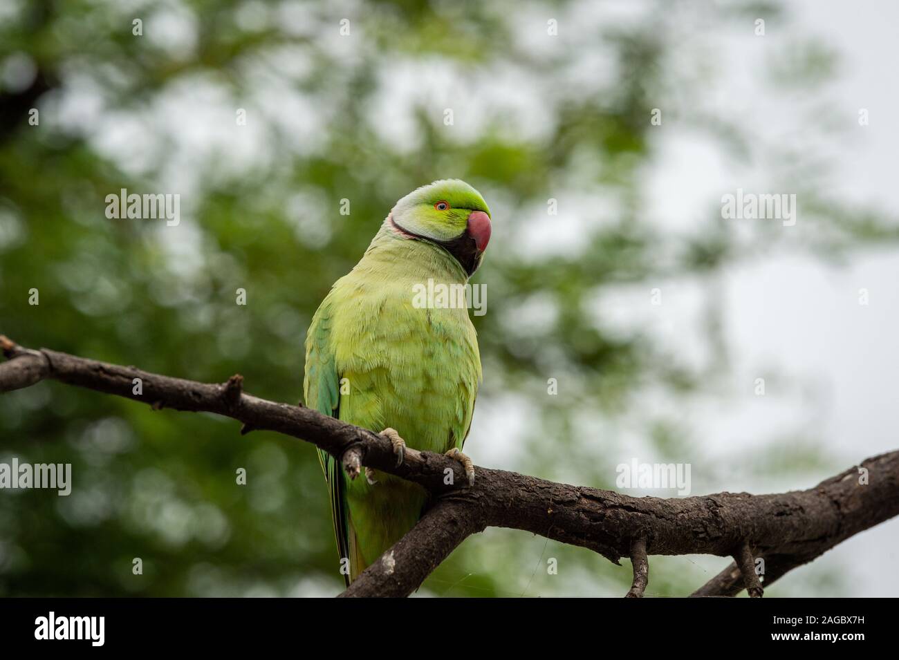 Rose ringed parakeet or ring necked parakeet a parrot from keoladeo ...