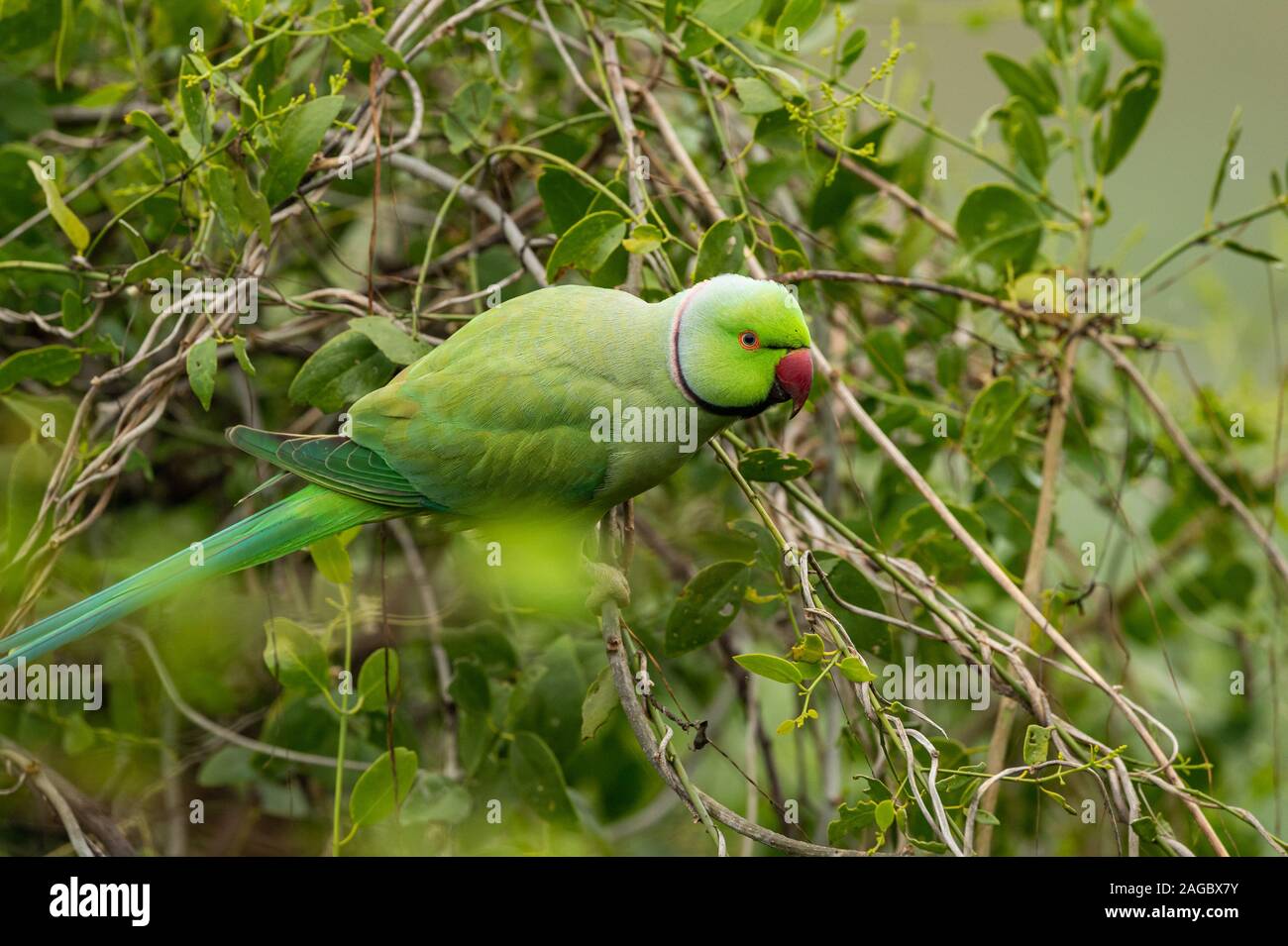 Indian green parrot hi-res stock photography and images - Alamy