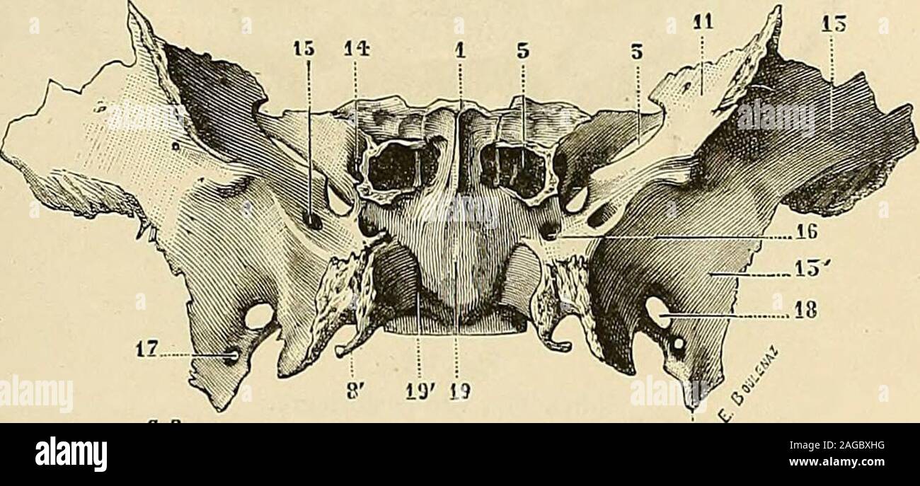 . Traité d'anatomie humaine : anatomie descriptive, histologie ...