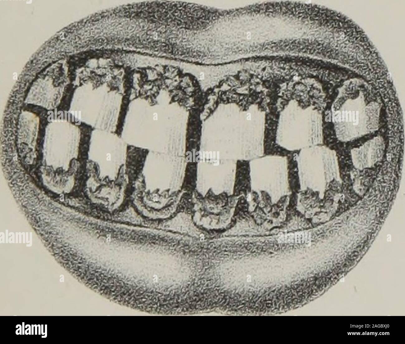 . The anatomy, physiology and pathology of the human teeth : with the ...