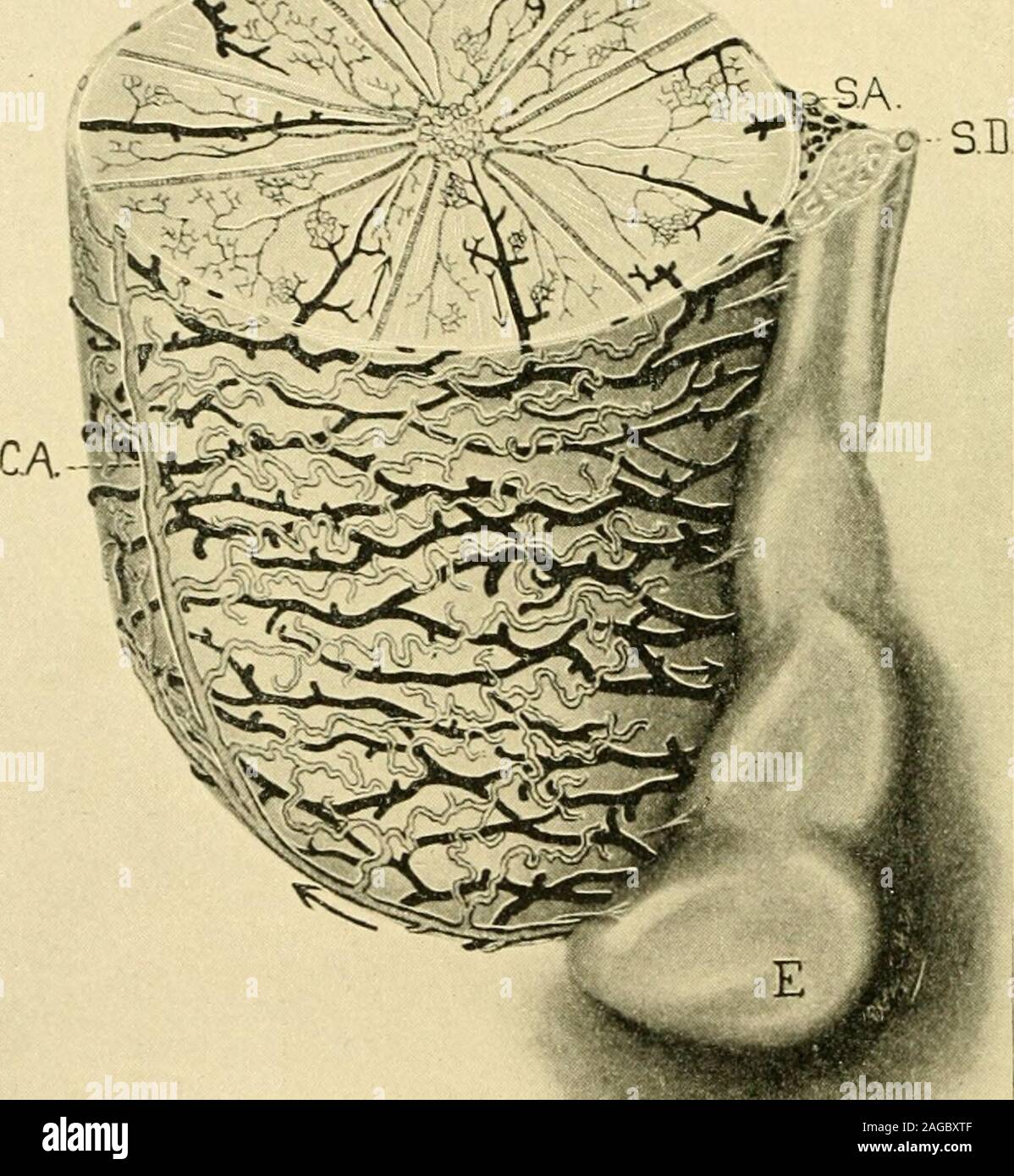 Mouse Testis Anatomy Testis Development Embryology