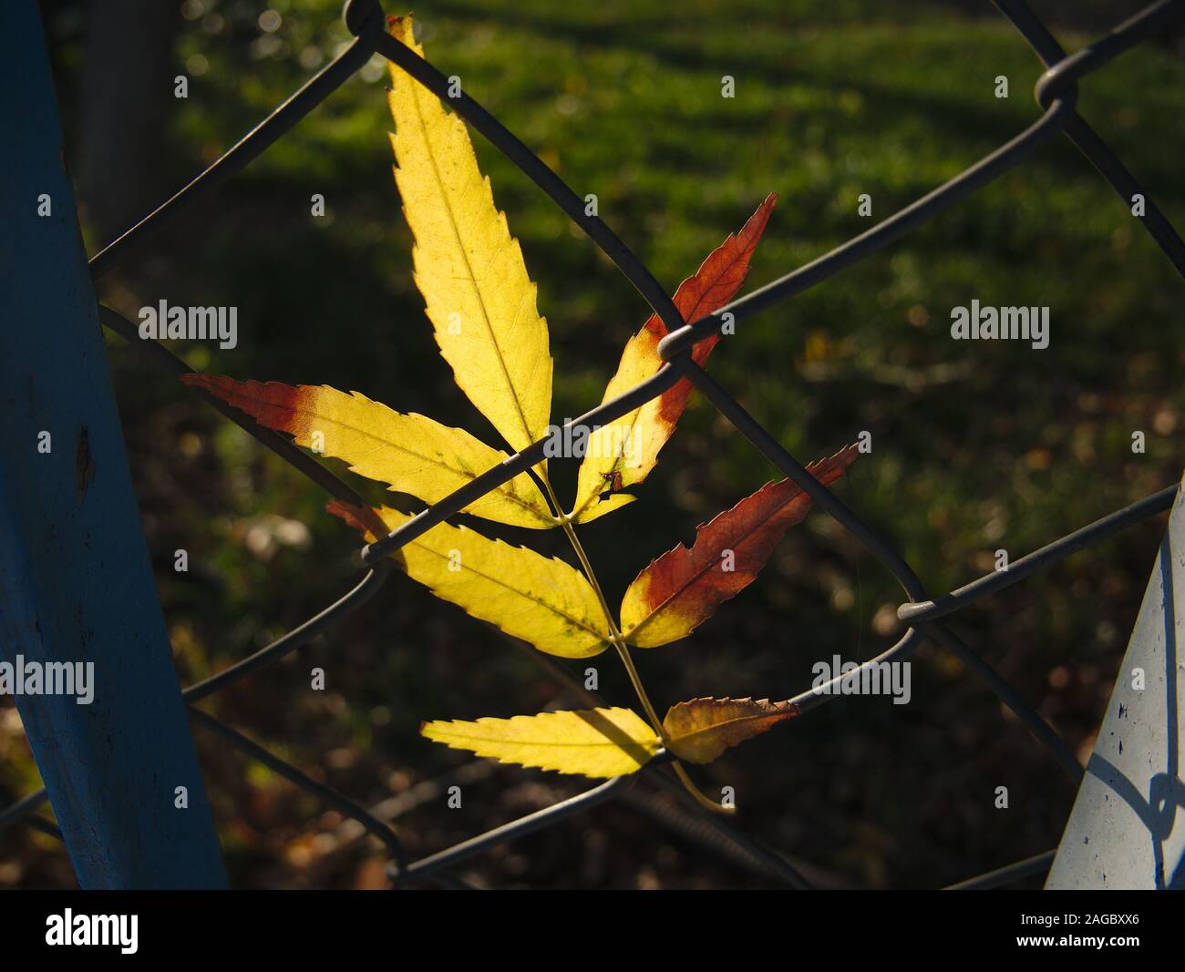 yellow red colored willow tree leaf attached to wires with grasses ...