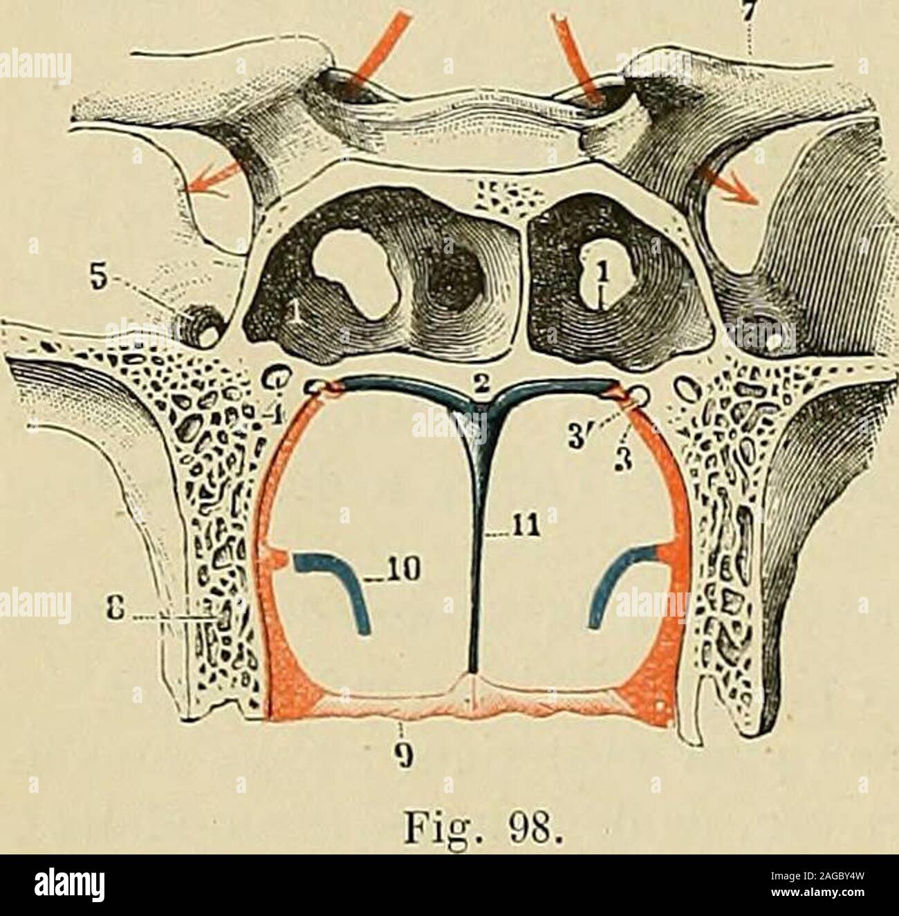 En forme de selle hi-res stock photography and images - Alamy