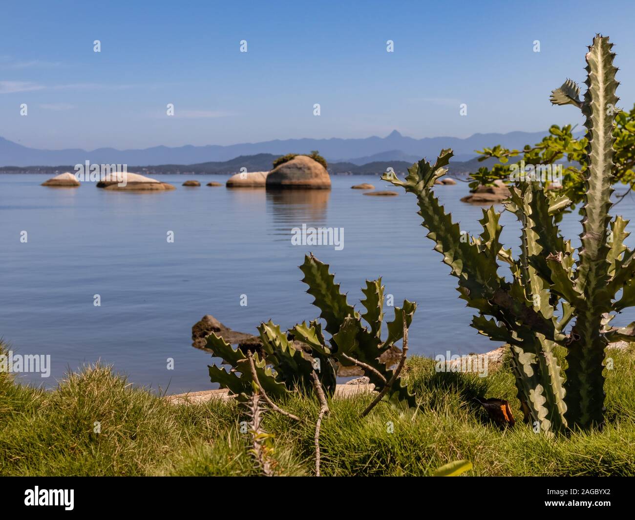 Garden with cactus and grass with sea and rocks in the background ...