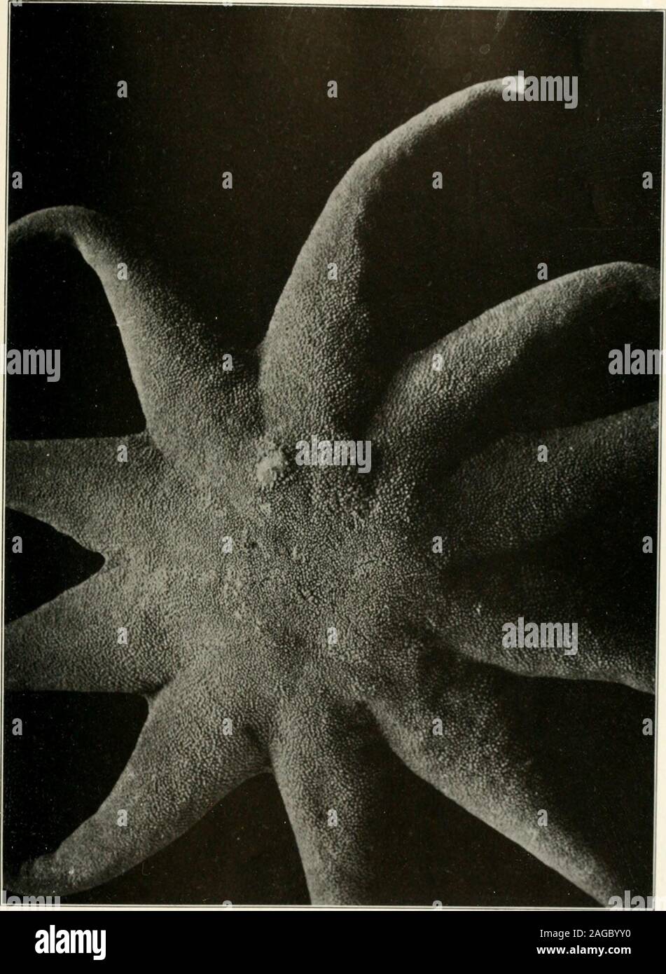 . Bulletin - United States National Museum. LOPHA&TER r-URCILLIGER ...