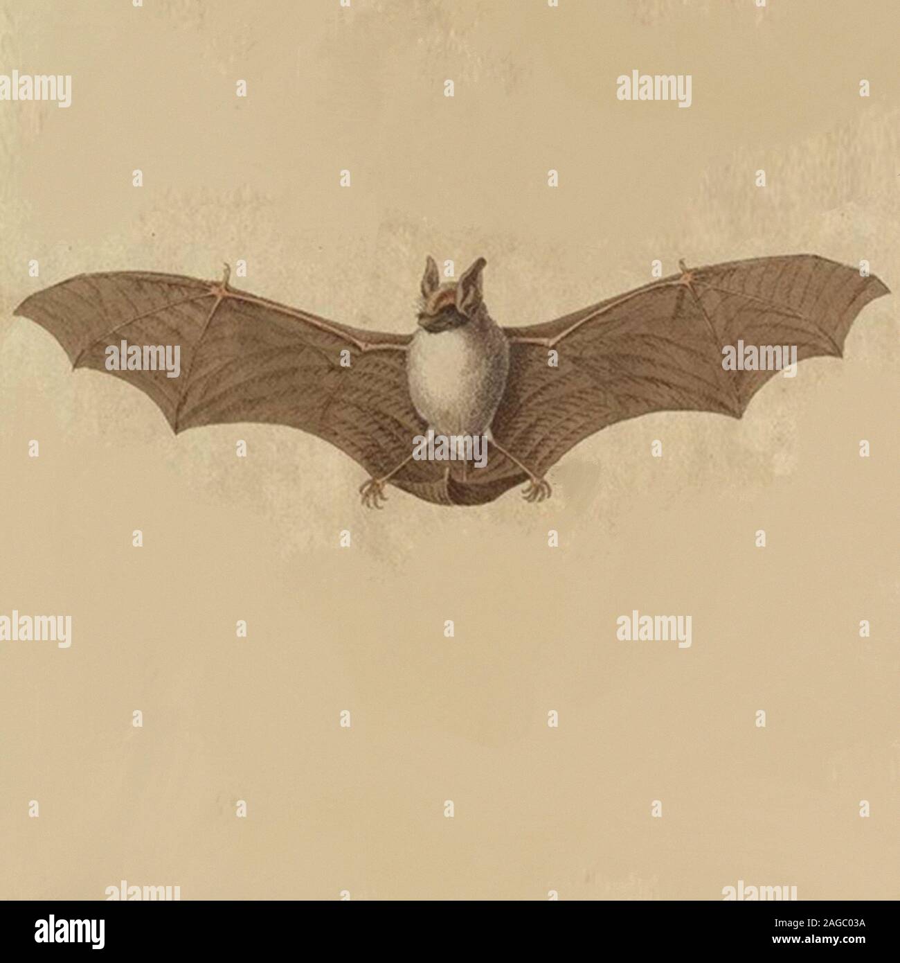 bat illustration vintage art Stock Photo - Alamy