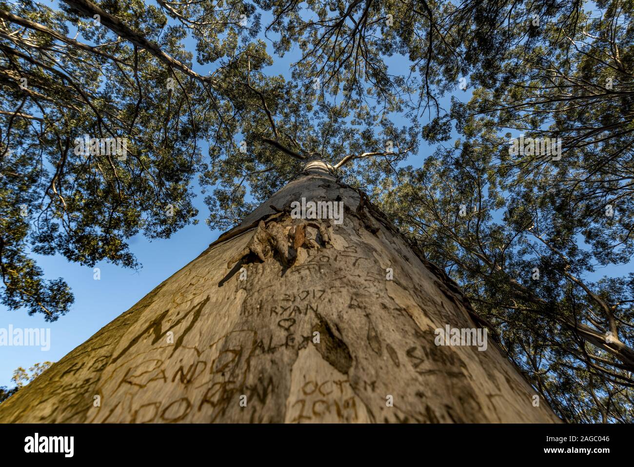Low angle shot of a giant Karri tree under the blue sky captured in ...