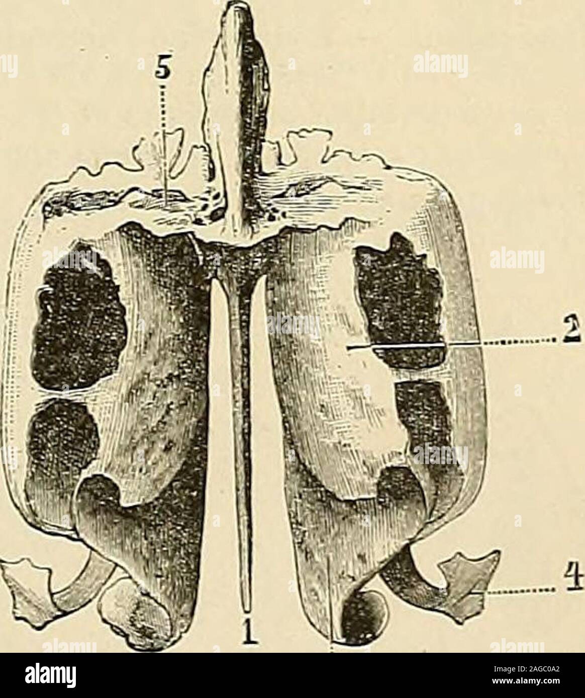 . Traité d'anatomie humaine : anatomie descriptive, histologie ...