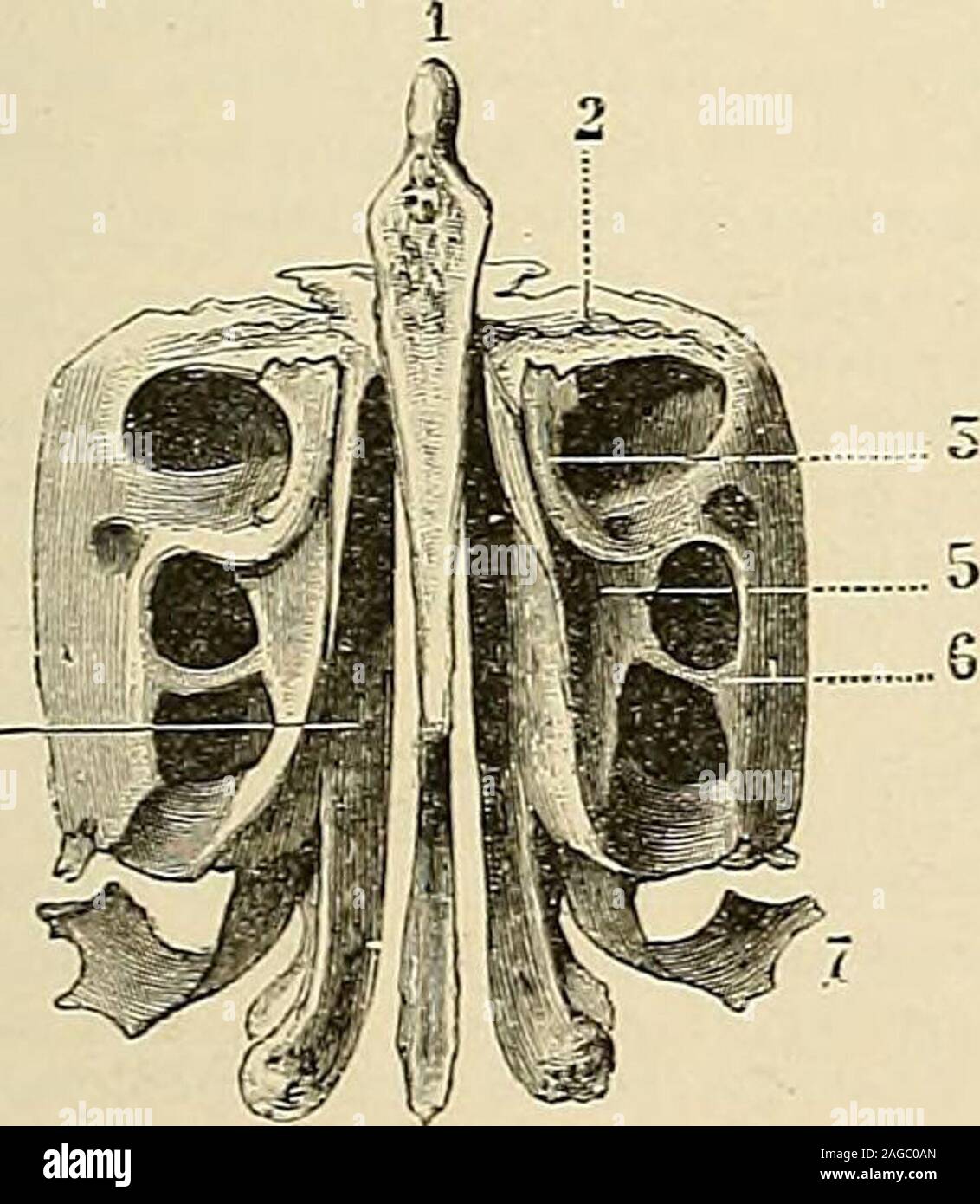 Anatomie des cellules hi-res stock photography and images - Alamy