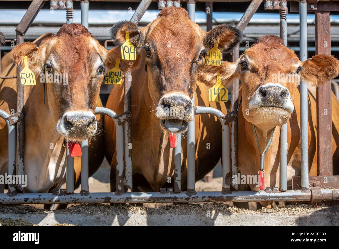 Cows waiting patiently in the stalls, Colora, Maryland, USA Stock Photo ...