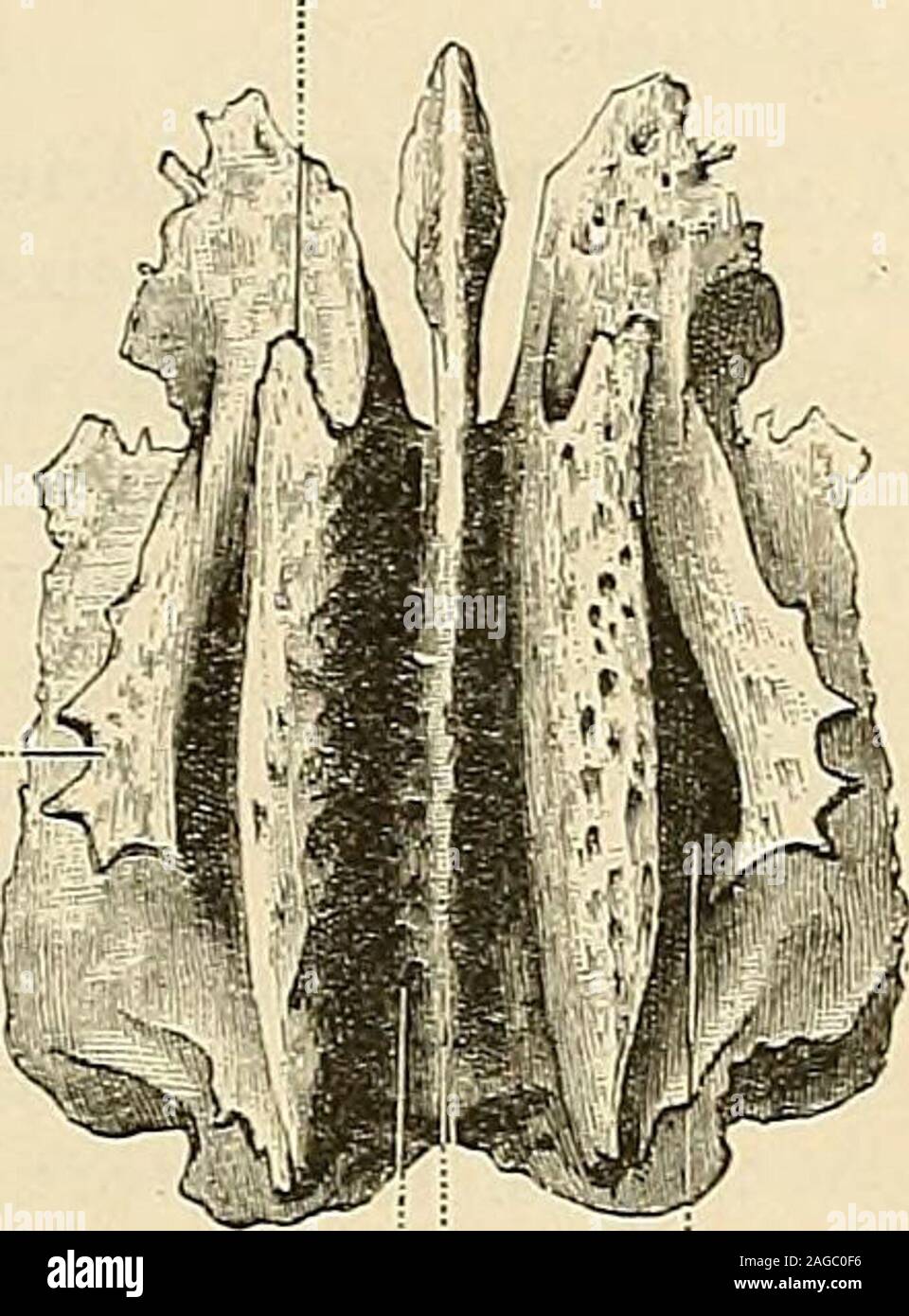 Cornet inferieur hi-res stock photography and images - Alamy