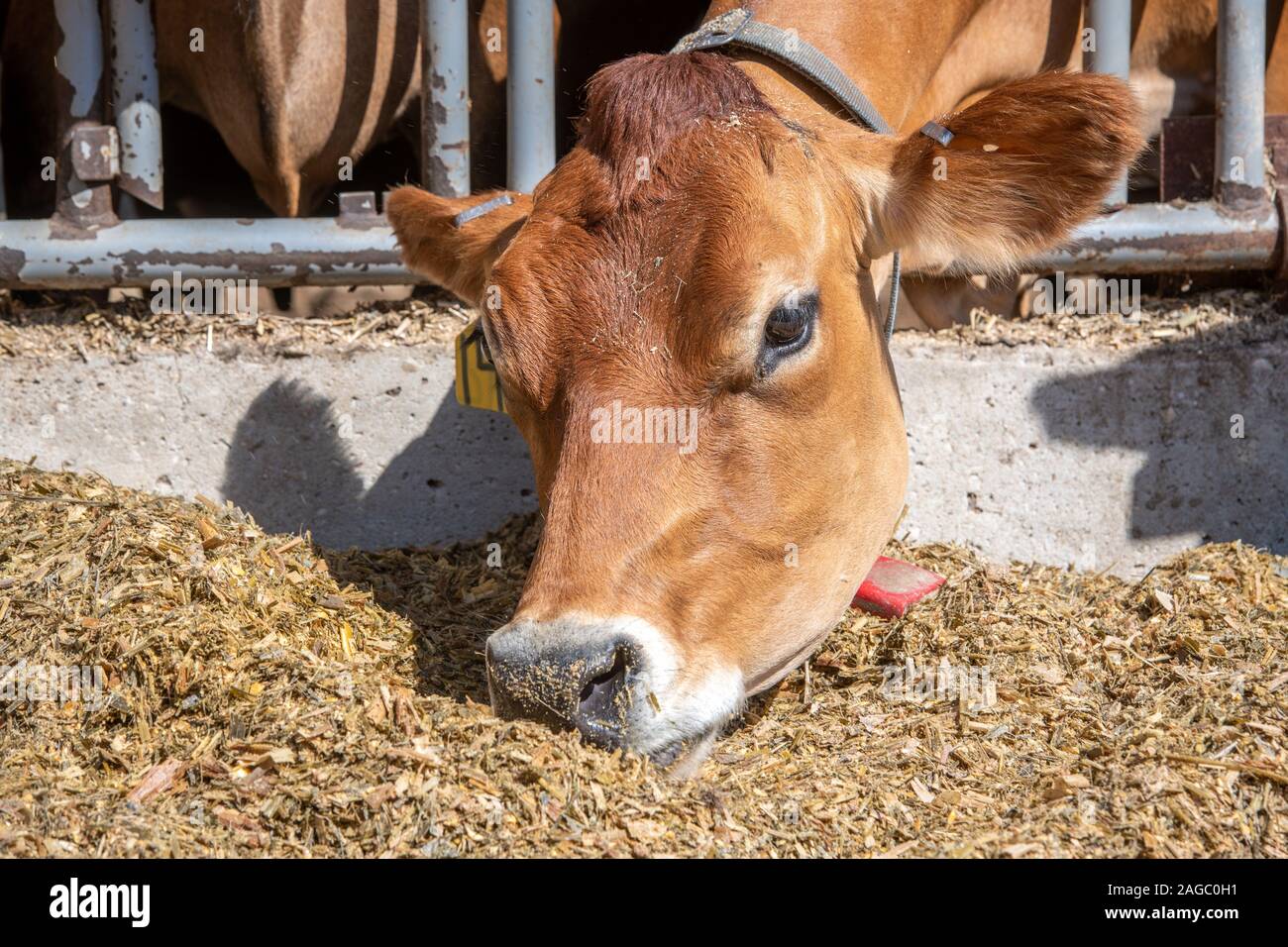 Milking a cow usa hi-res stock photography and images - Alamy