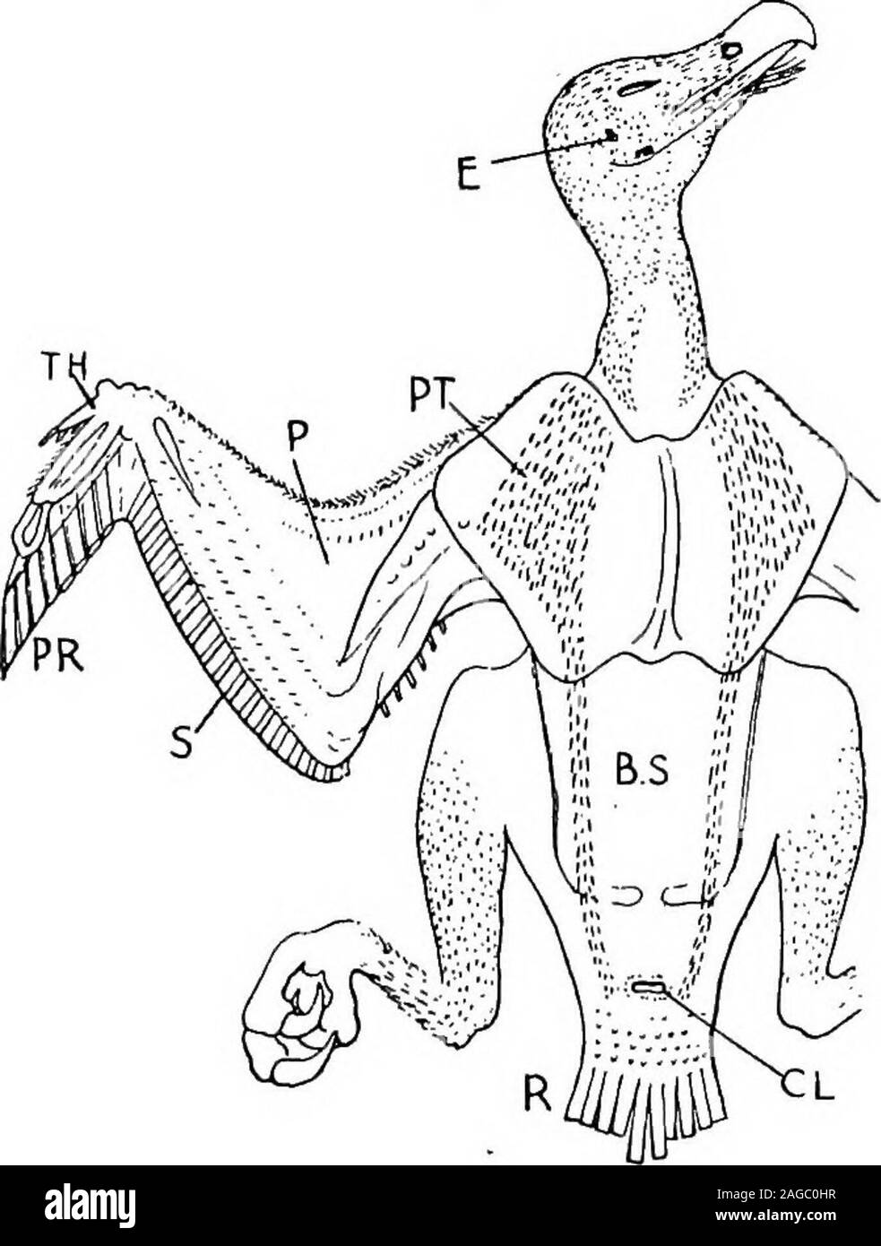 . Outlines of zoology. FiG. 357.—A falcon. »««., Mandible; C, cere; N ...