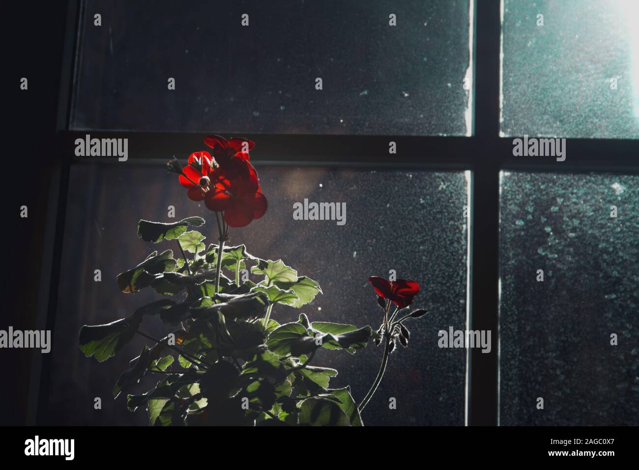Low-angle shot of a beautiful red geranium flower with green leaves ...