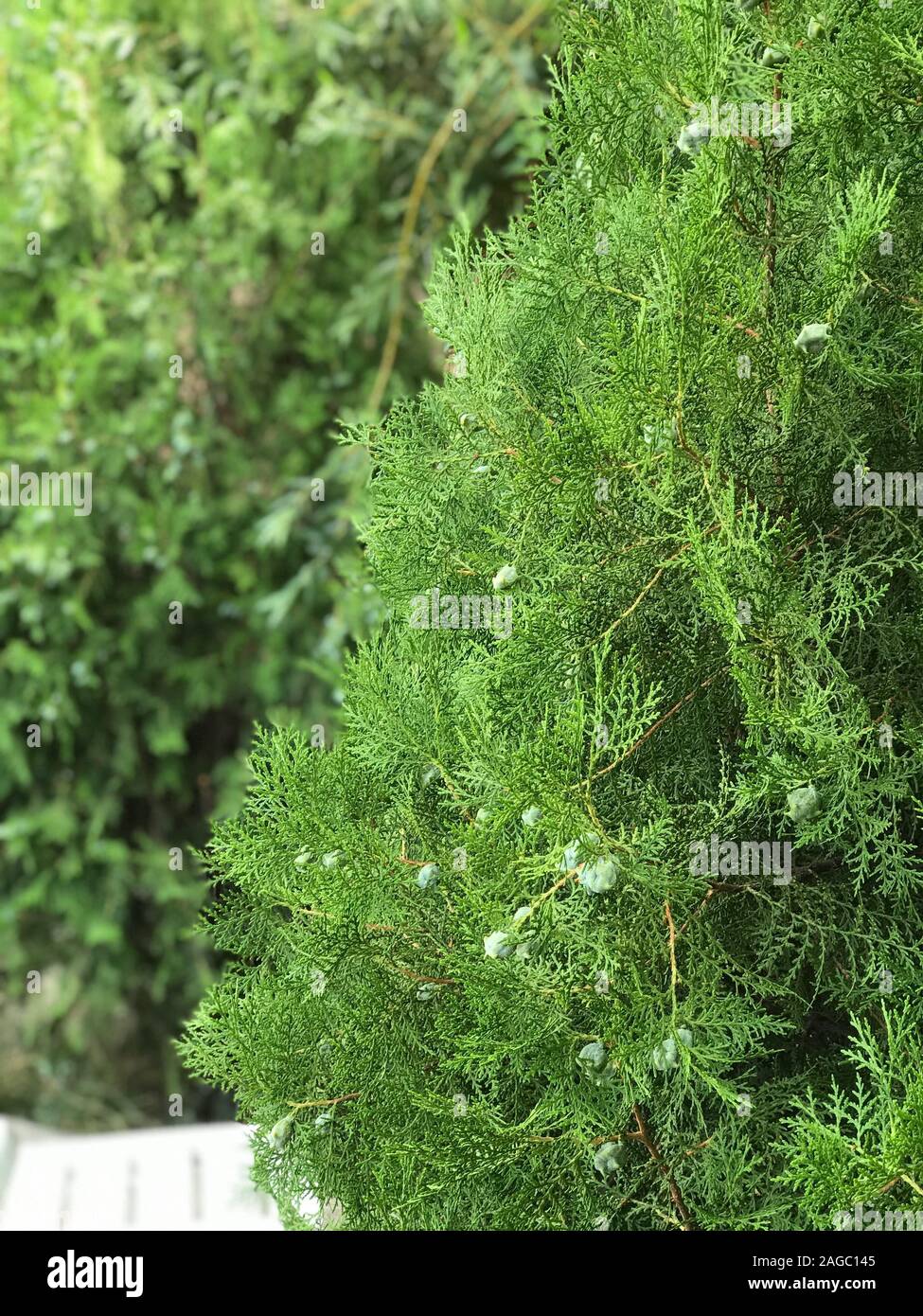 Vertical shot of a green fir tree - grat for a natural wallpaper Stock ...
