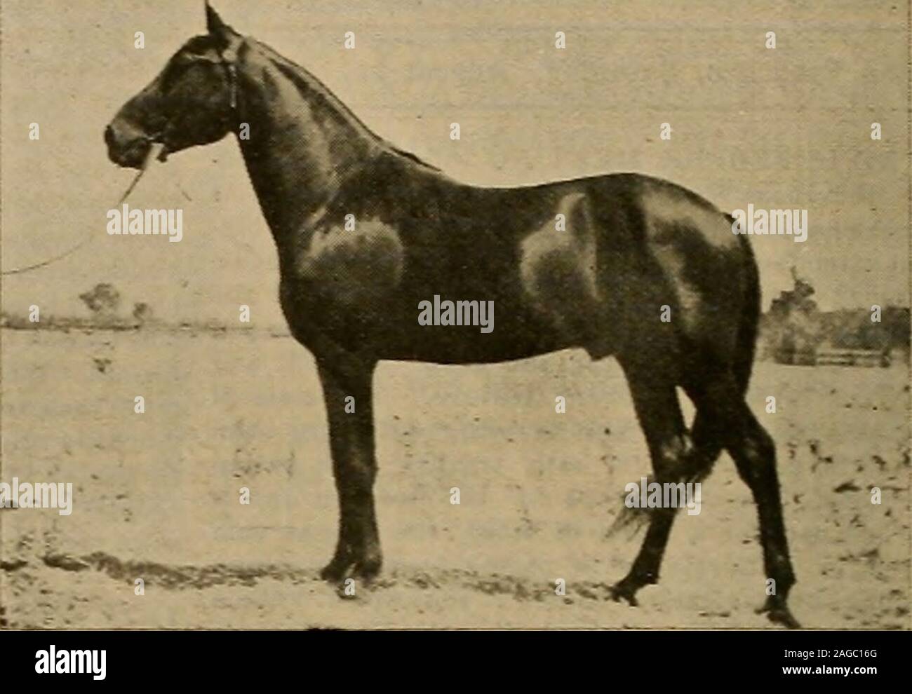 . Breeder and sportsman. and Waldo J. 2:08),fourth dam a mare brought ...