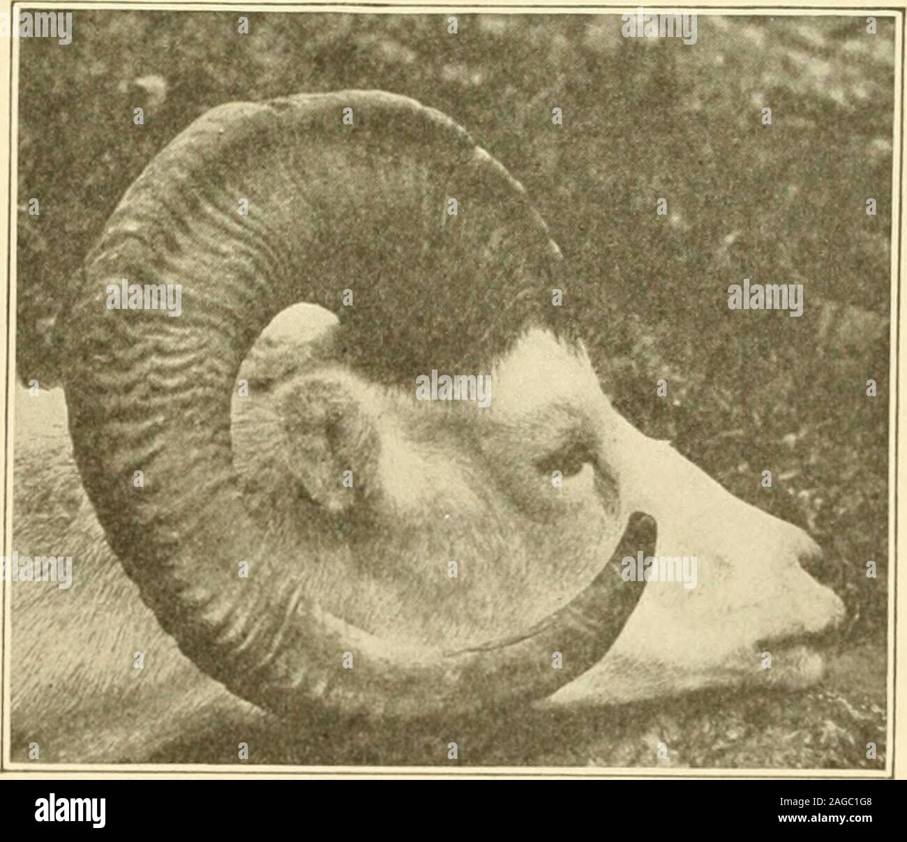 Pinacate hi-res stock photography and images - Alamy