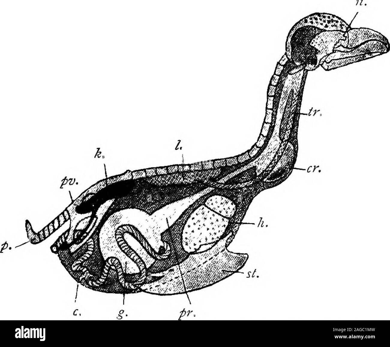 . Outlines of zoology. egionof gulls and penguins. The cervical ...