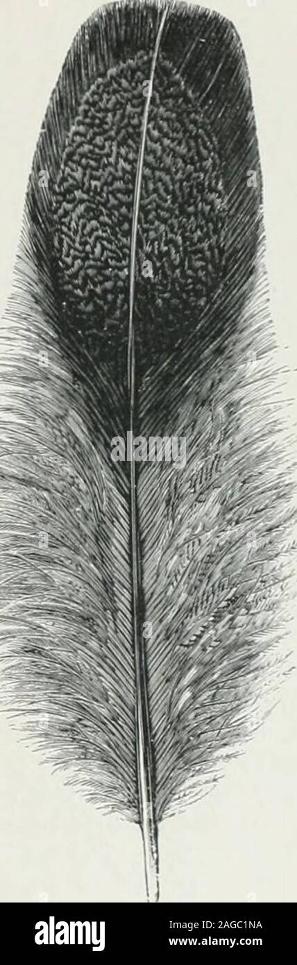 Wing covert hi-res stock photography and images - Alamy