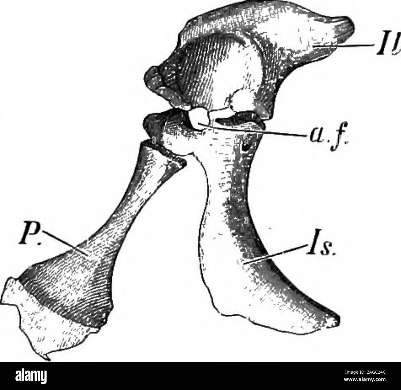 . Outlines of zoology. iles tears. The ears open by horizontalslits ...