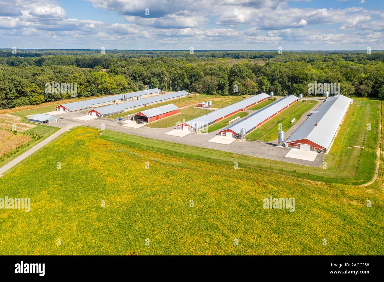 The chicken houses and vibrant field at a rural farm , Centreville ...