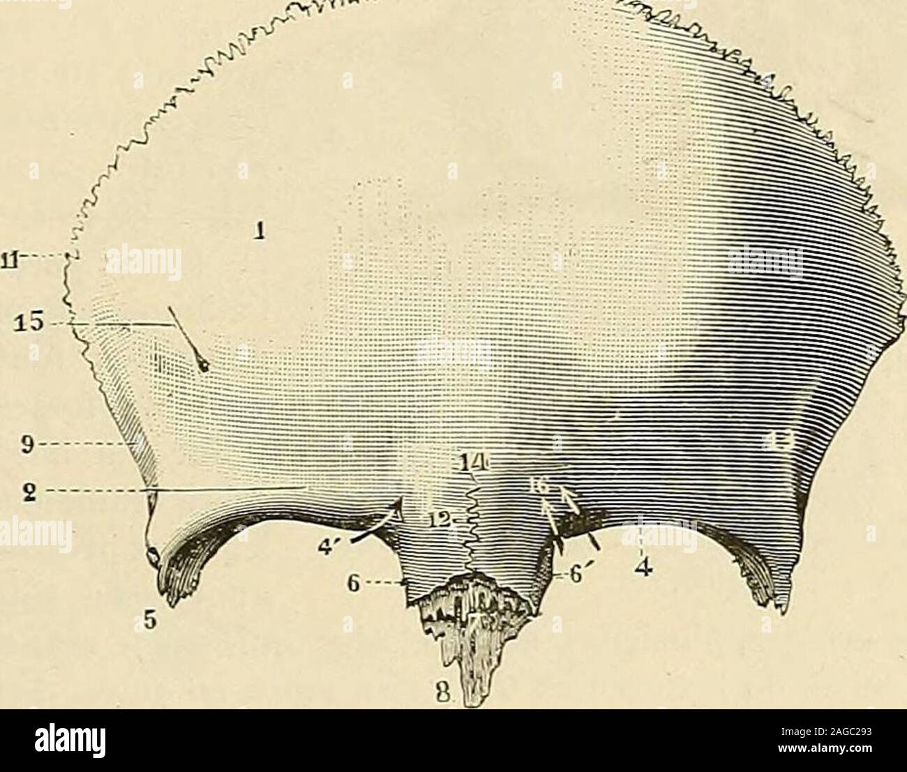 Anatomie du squelette hi-res stock photography and images - Alamy