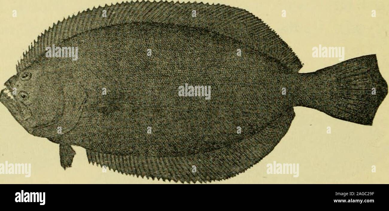 Angel fish and snapper hi-res stock photography and images - Alamy