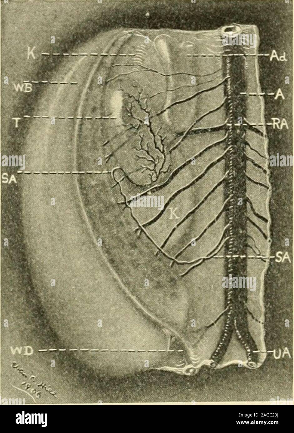 . The American journal of anatomy. Fig. 1. Fig. Fig. 1. Cleared ...