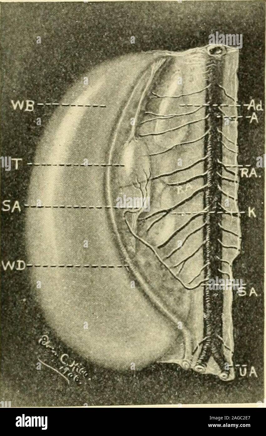 . The American journal of anatomy. s figure, as well as in the two ...