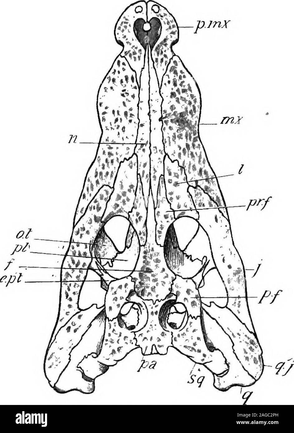 Postorbital Cut Out Stock Images & Pictures - Alamy