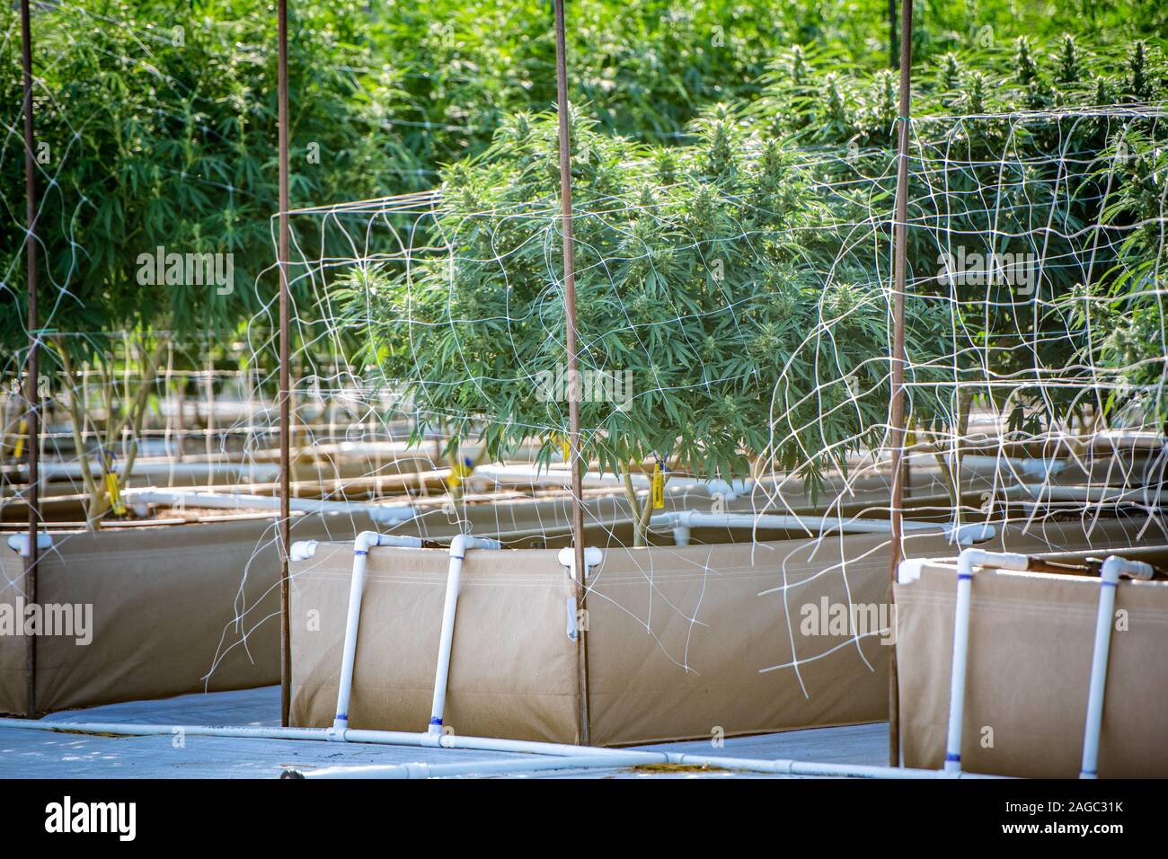 Marijuana plant rows hi-res stock photography and images - Alamy