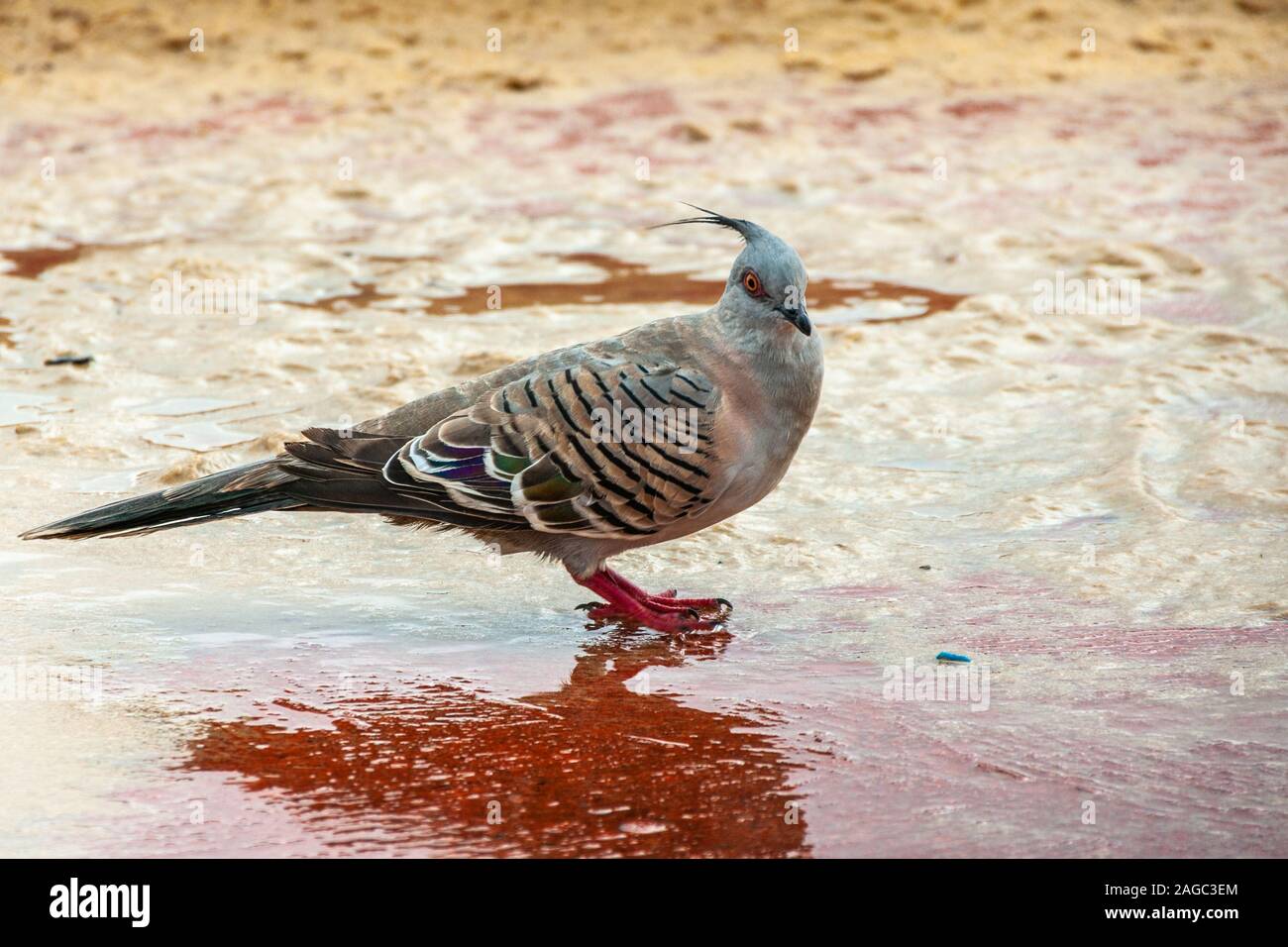 Newcastle, Australia - December 10, 2009: Closeup of crested pigeon ...