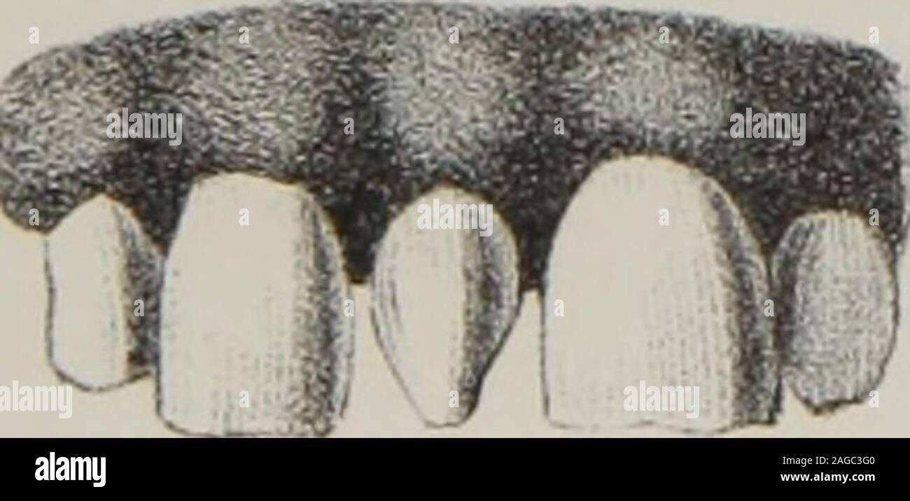 . The anatomy, physiology and pathology of the human teeth : with the ...