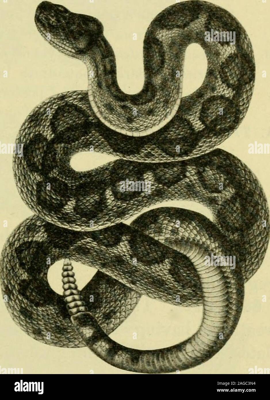 Red diamond rattlesnake hi-res stock photography and images - Alamy