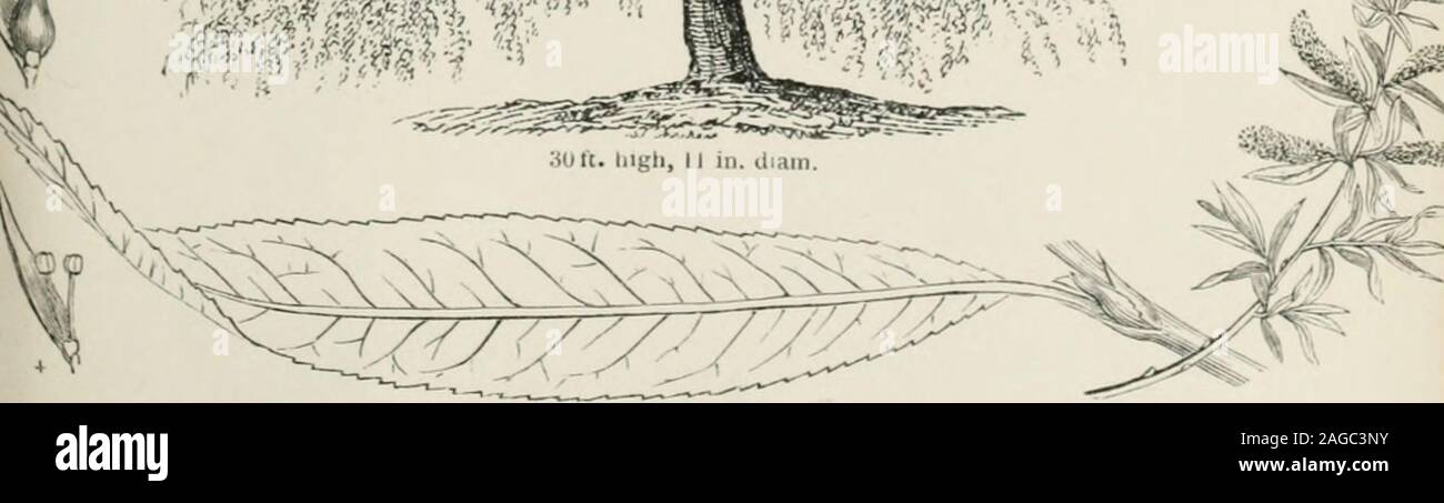 Abele tree hi-res stock photography and images - Alamy