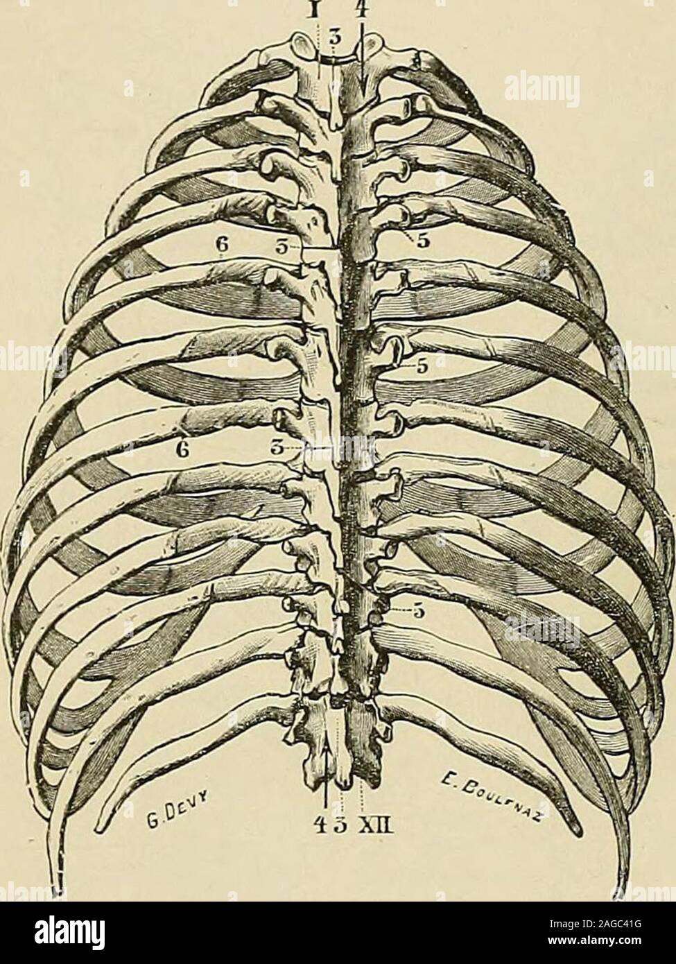 Anatomie de la cage thoracique hi-res stock photography and images - Alamy