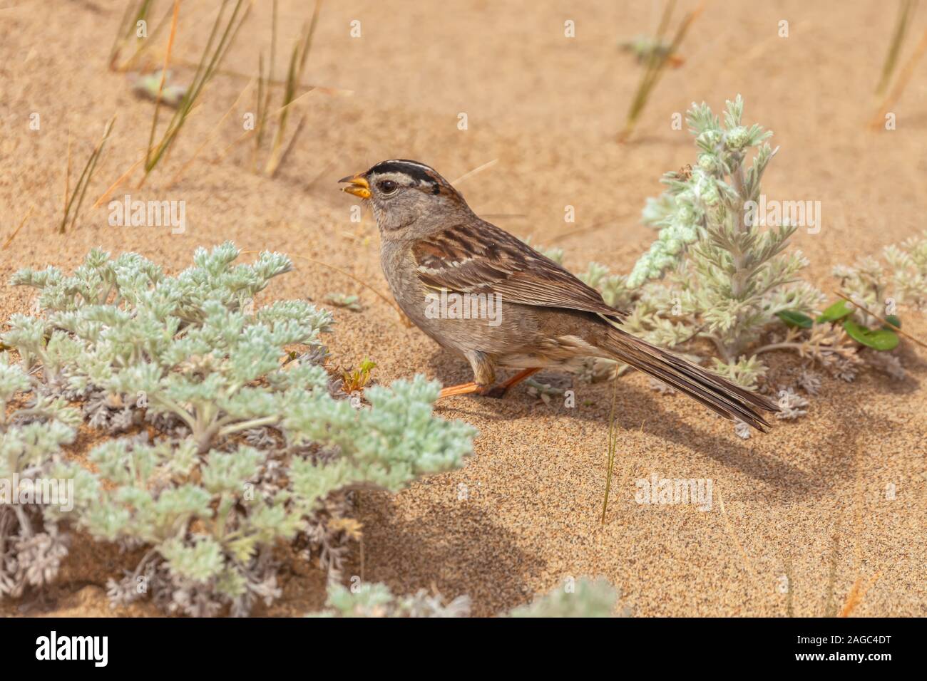 A white-crowned sparrow is foraging for food among the vegetation at ...