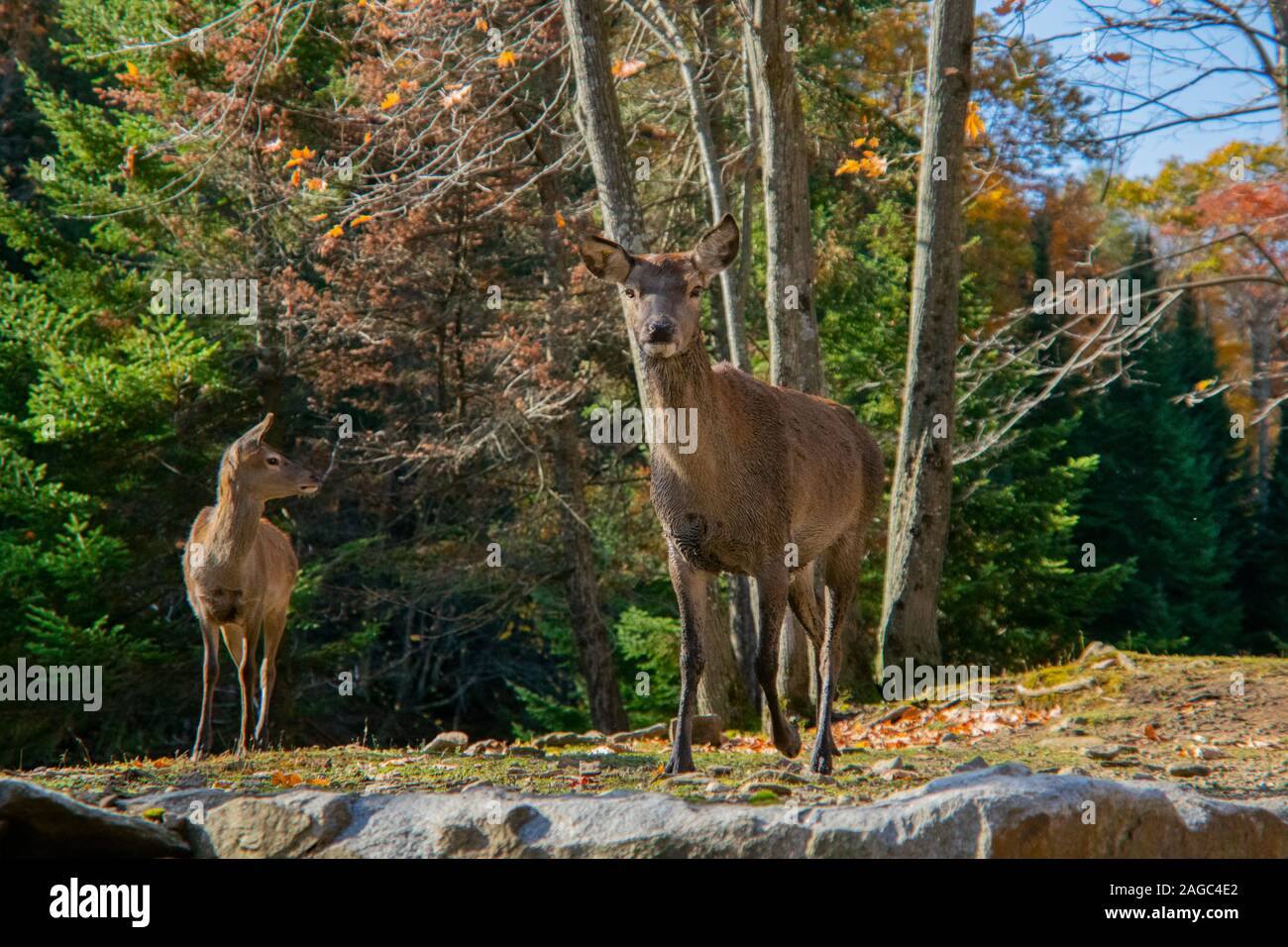 Red Deer, mother and fawn Stock Photo - Alamy