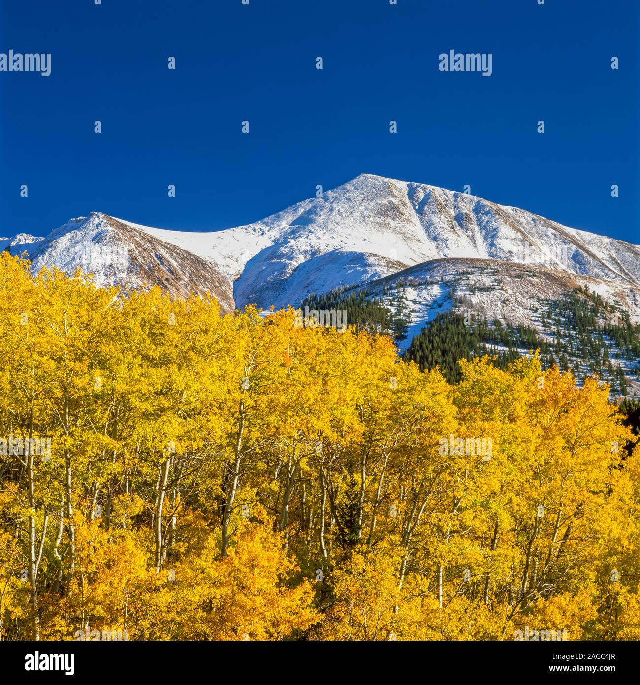 fall colors of aspen below garfield mountain in the lima peaks near ...