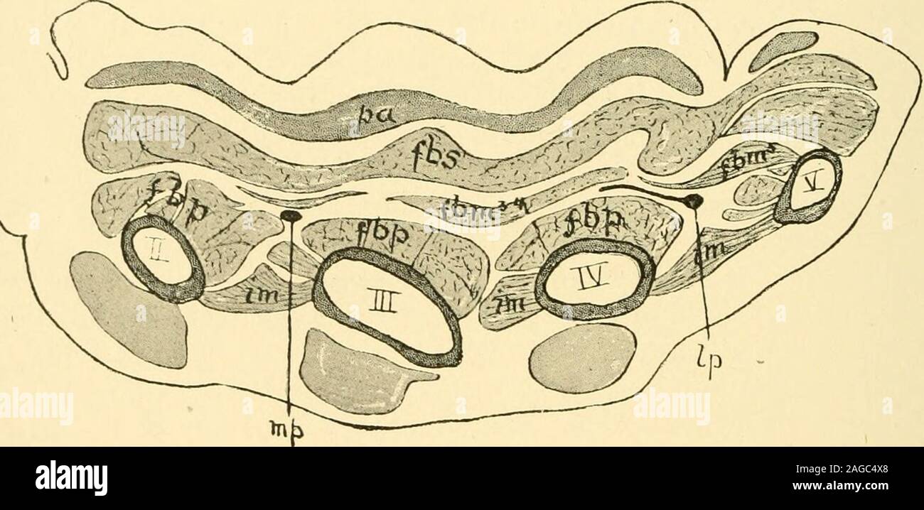 . The American journal of anatomy. -ficially, immediately beneath the ...