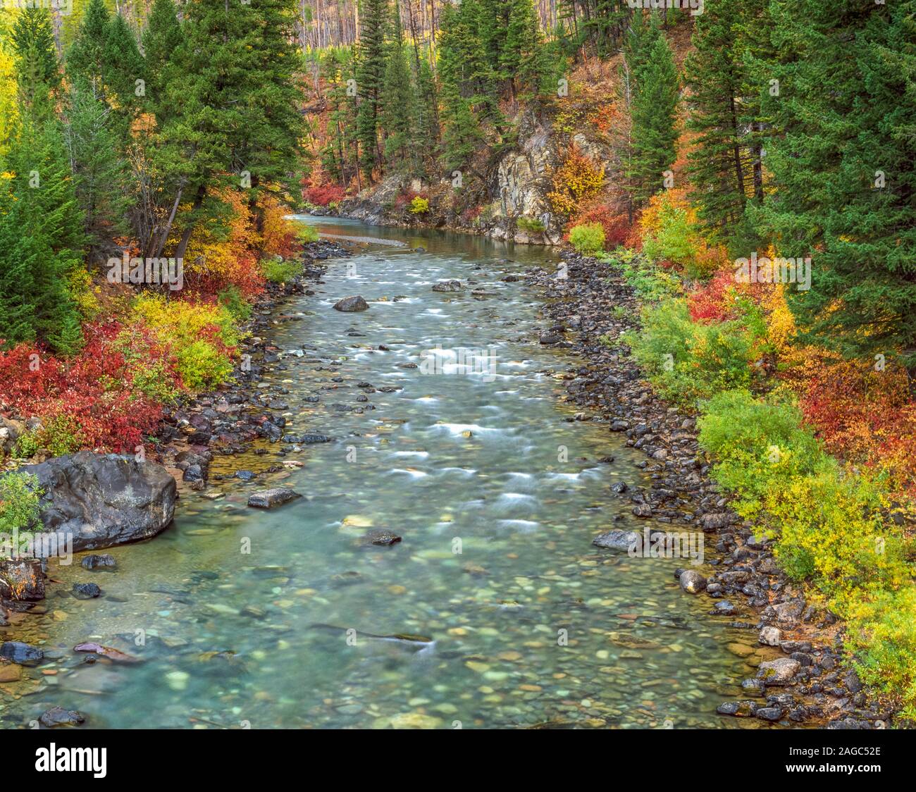fall colors along the north fork blackfoot river near ovando, montana ...