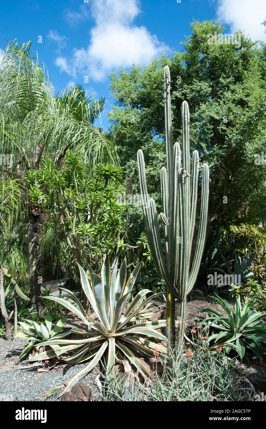 Different exotic plants in Road Town botanical garden on Tortola island ...