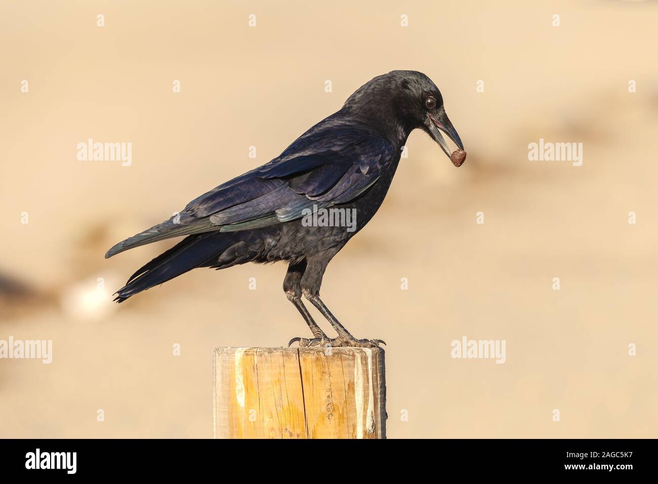 American crow beak hi-res stock photography and images - Alamy