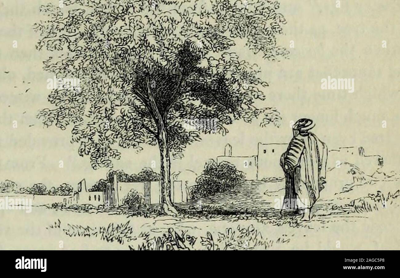 Doum fruit hi-res stock photography and images - Alamy