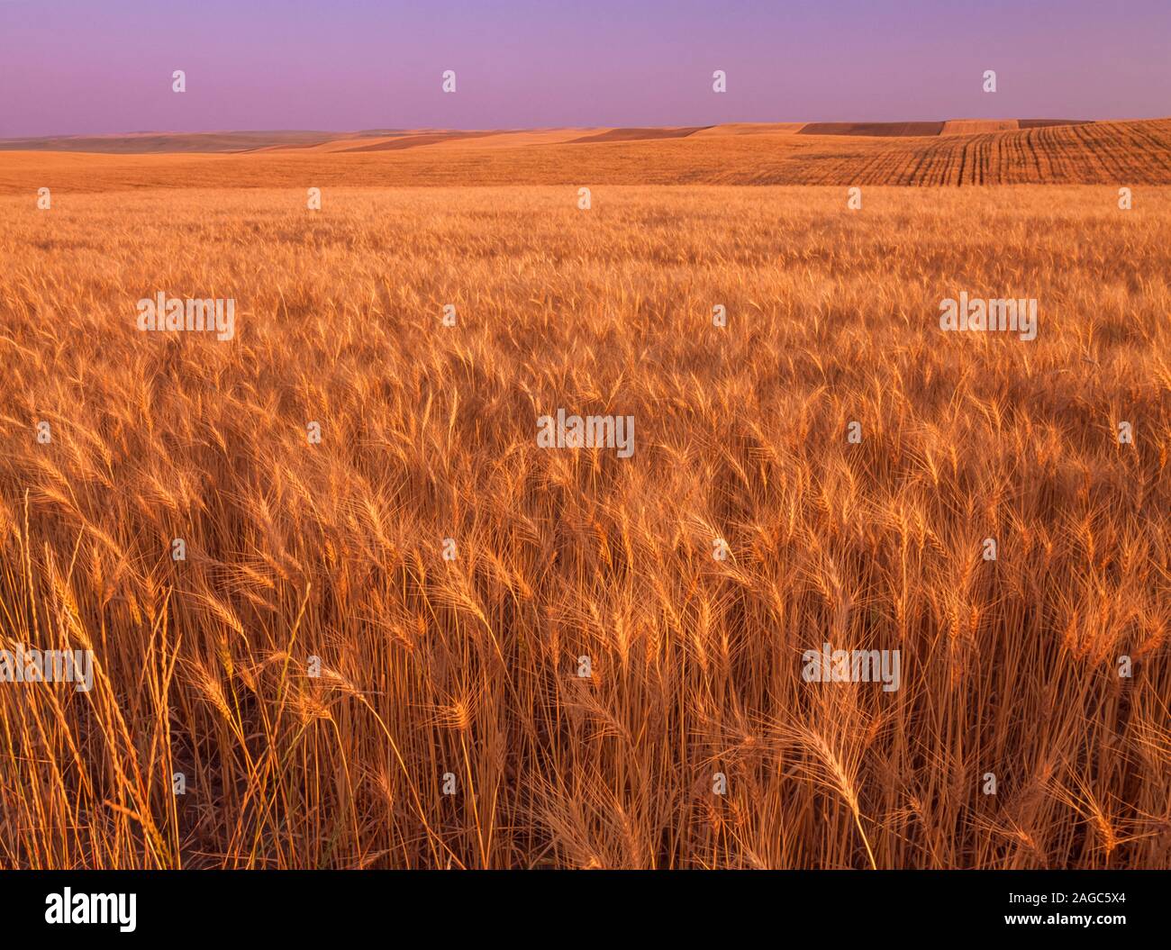 wheat field near ethridge, montana Stock Photo - Alamy