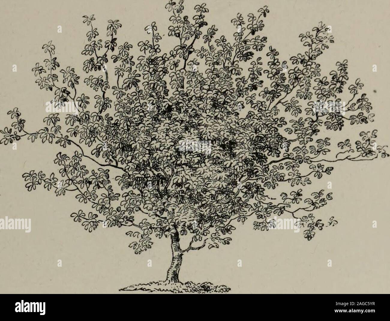 Is delineated by four trees hi-res stock photography and images - Alamy